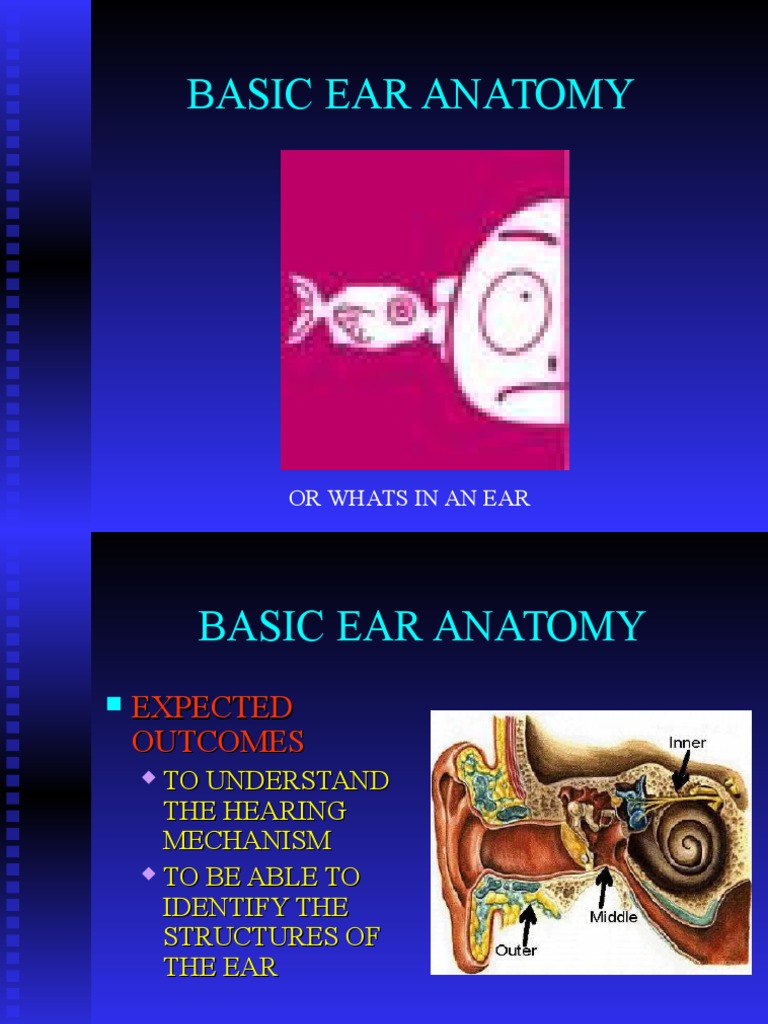 Basic Ear Anatomy: or Whats in An Ear | PDF | Ear | Auditory System