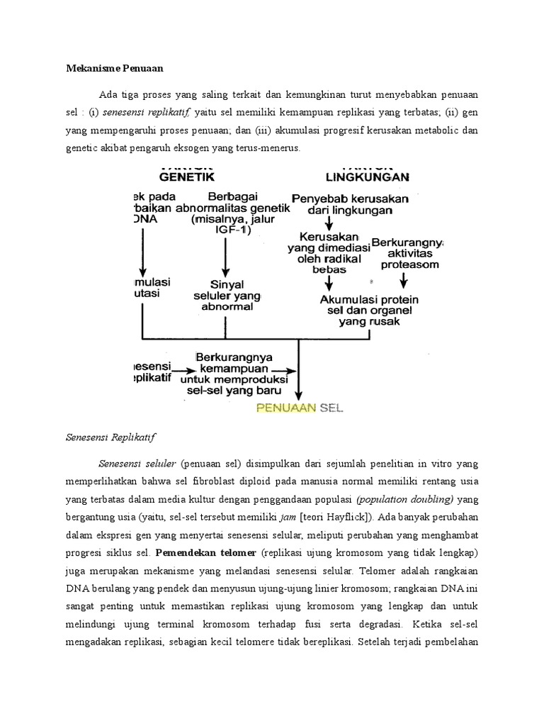 Mekanisme Penuaan Sel dan Kulit | PDF