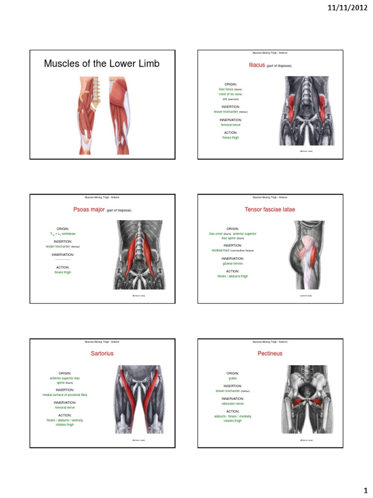 Lower Limb Muscle Anatomy Overview | PDF | Foot | Ankle