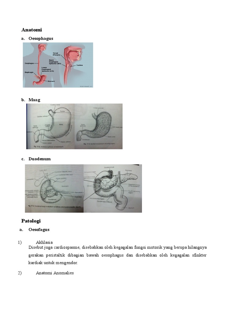 Anatomi Dan Patologi Omd | PDF