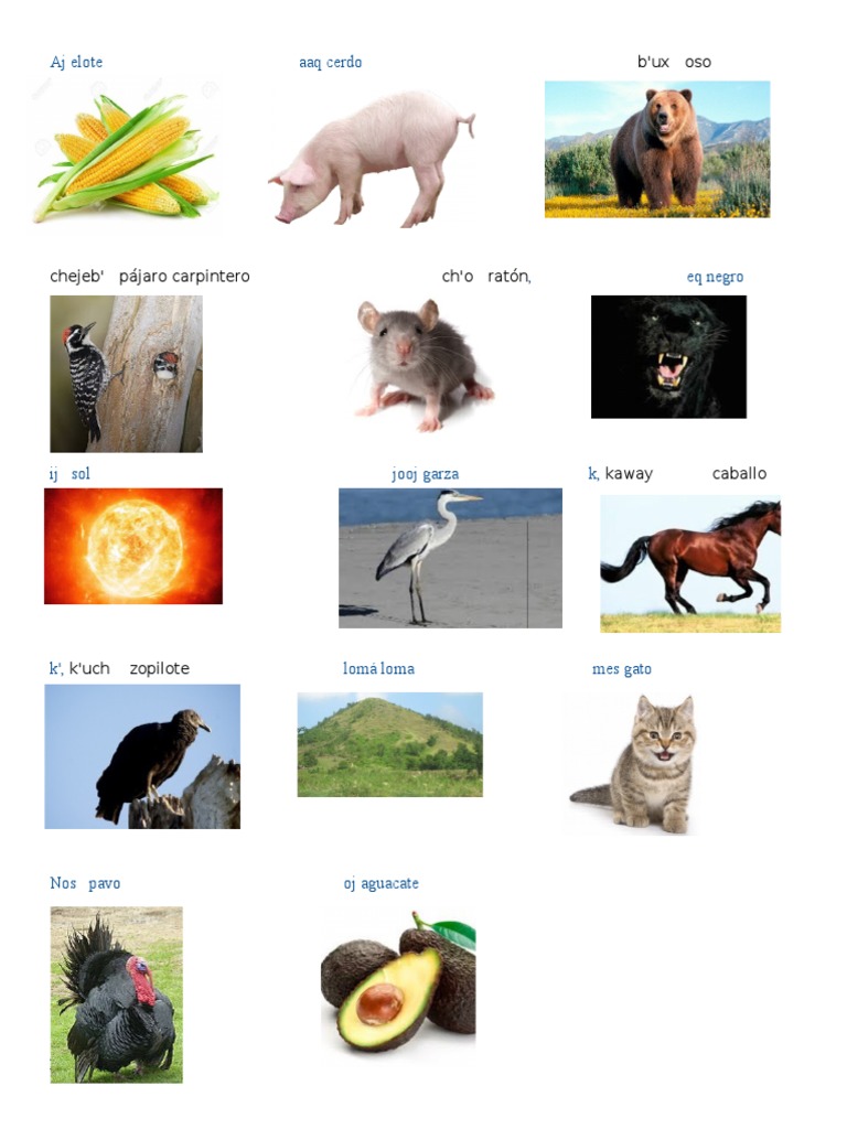 Abecedario Achi y Nombres de Animales | PDF