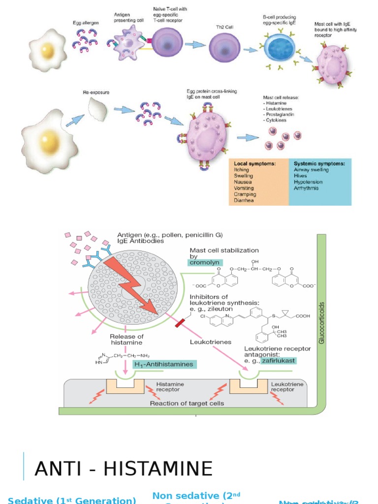 Antihistamin Tabel | PDF