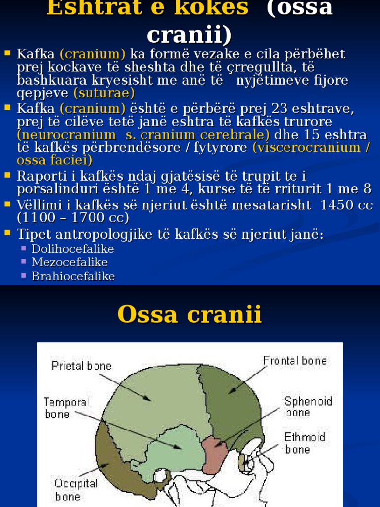 L1 - Ossa Cranii - Neurocranium | PDF