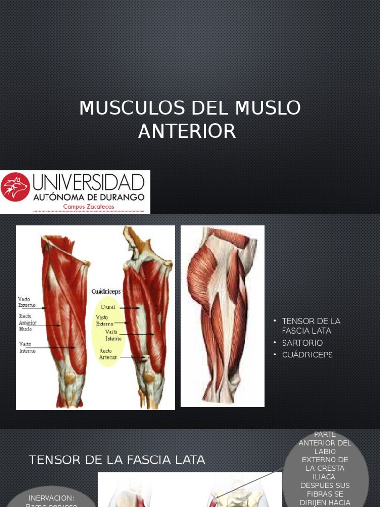 Musculos Del Muslo Anterior | PDF | Anatomía humana | Sistema ...