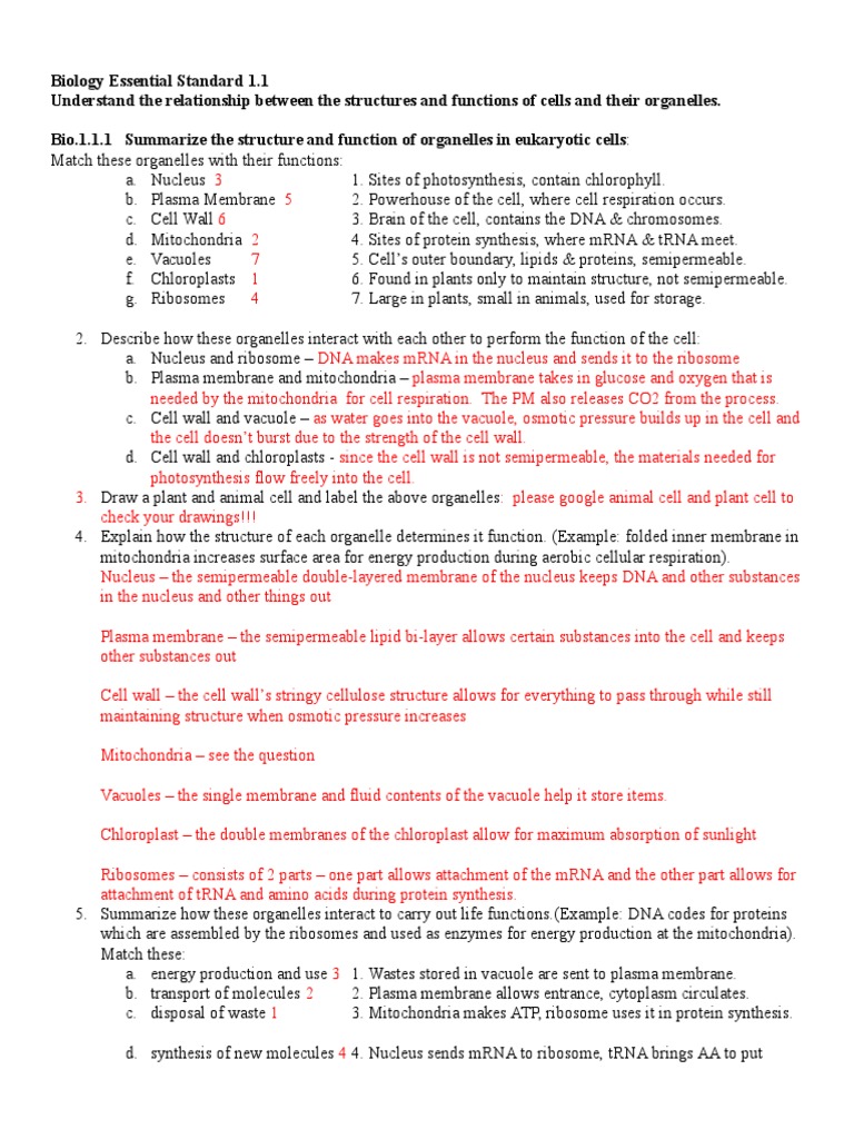 Answer Key - Biology EOC Essential Standard Study Guide | PDF ...