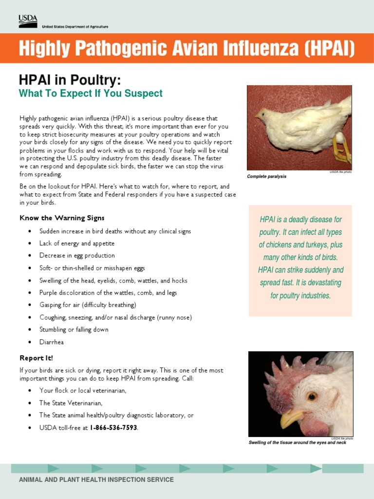 HPAI in Poultry:: What To Expect If You Suspect | Avian Influenza ...