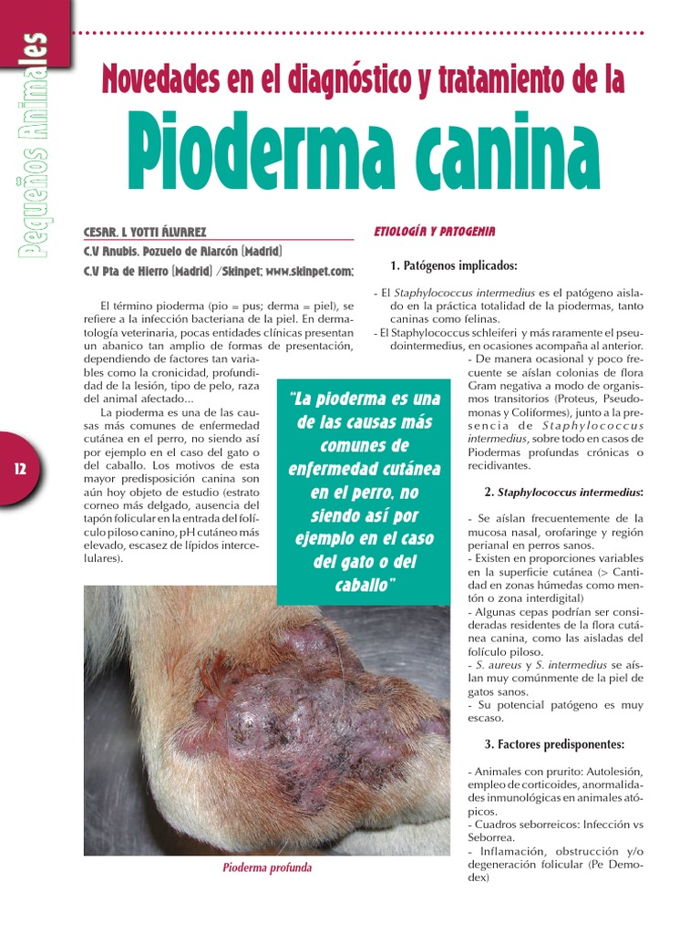 Pioderma Canina | Antibióticos | Pseudomonas | Prueba gratuita de 30 ...