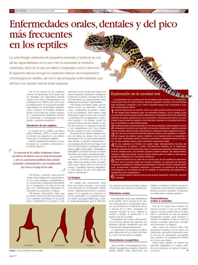 Enfermedades dentales en reptiles | PDF | Odontología | Diente humano