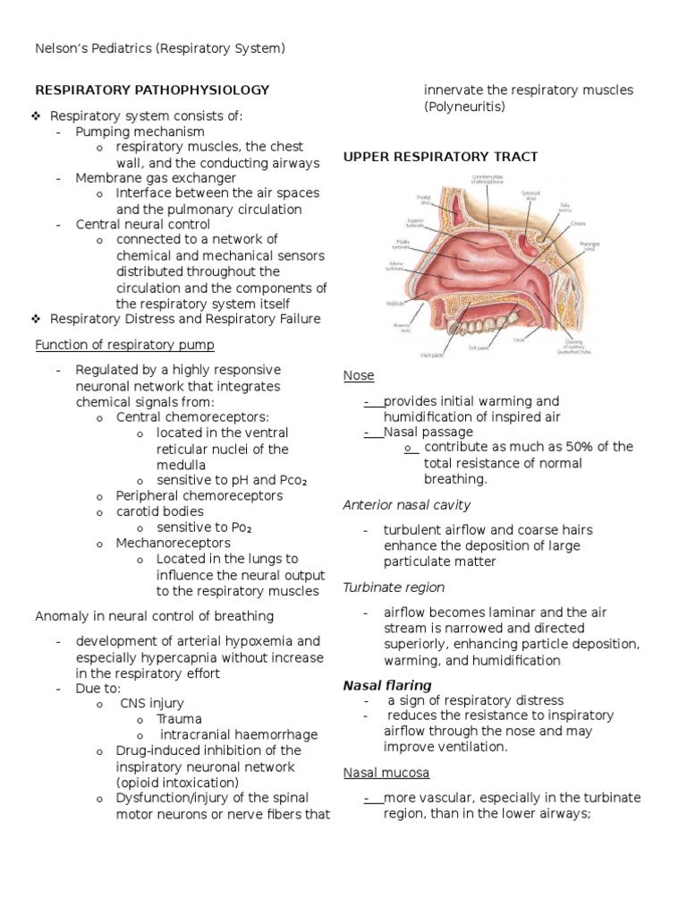 Respiratory Pathophysiology | PDF | Respiratory Tract | Common Cold