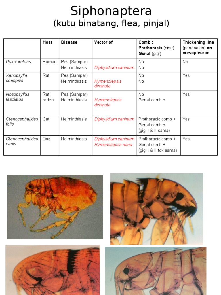 (Kutu Binatang, Flea, Pinjal) : Host Disease Vector of Comb ...