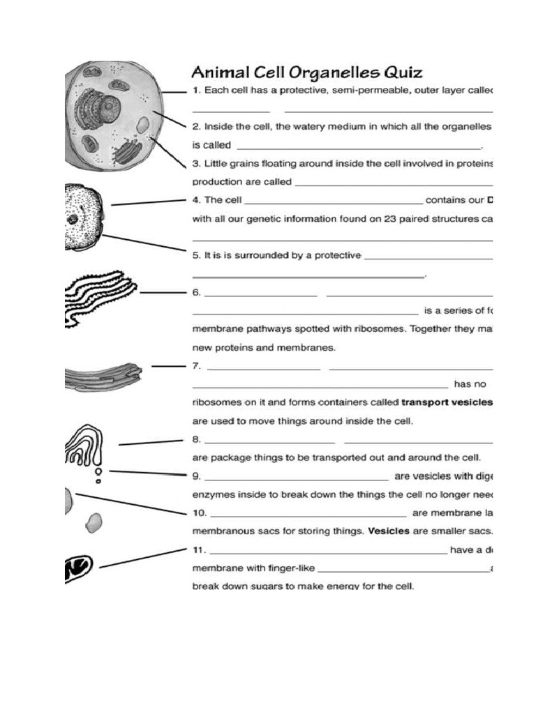 Organelle Review Package | PDF | Endoplasmic Reticulum | Cell Nucleus