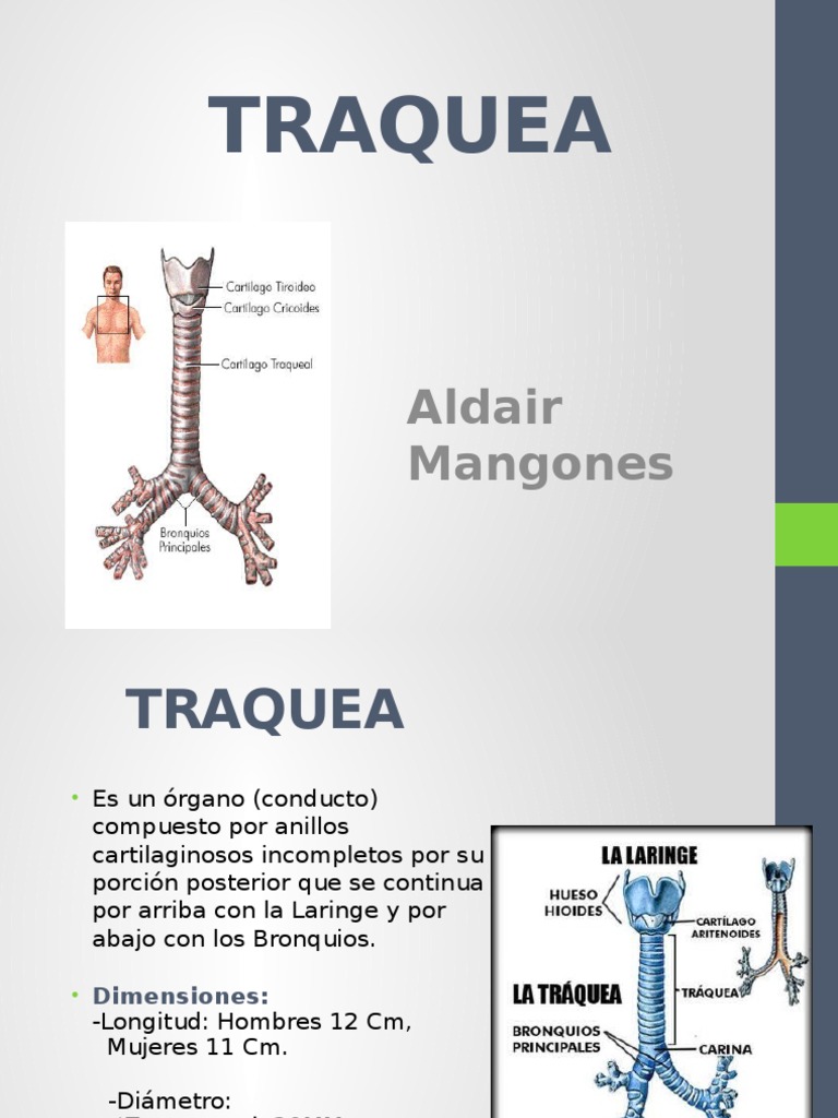 Traquea | PDF