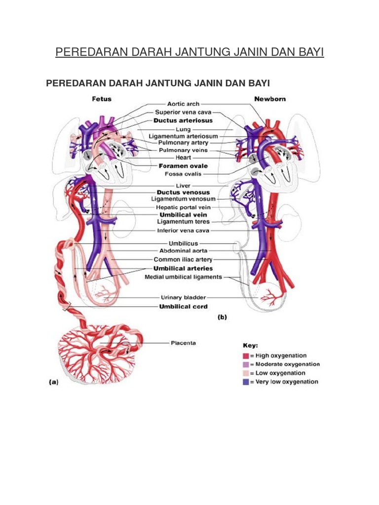 Peredaran Darah Jantung Janin Dan Bayi | PDF