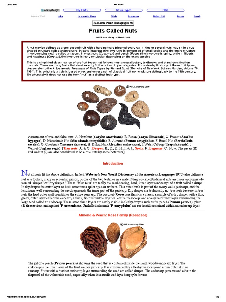 Fruits Called Nuts: True Nuts: Drupes: Seeds: Legumes | PDF | Fruit ...
