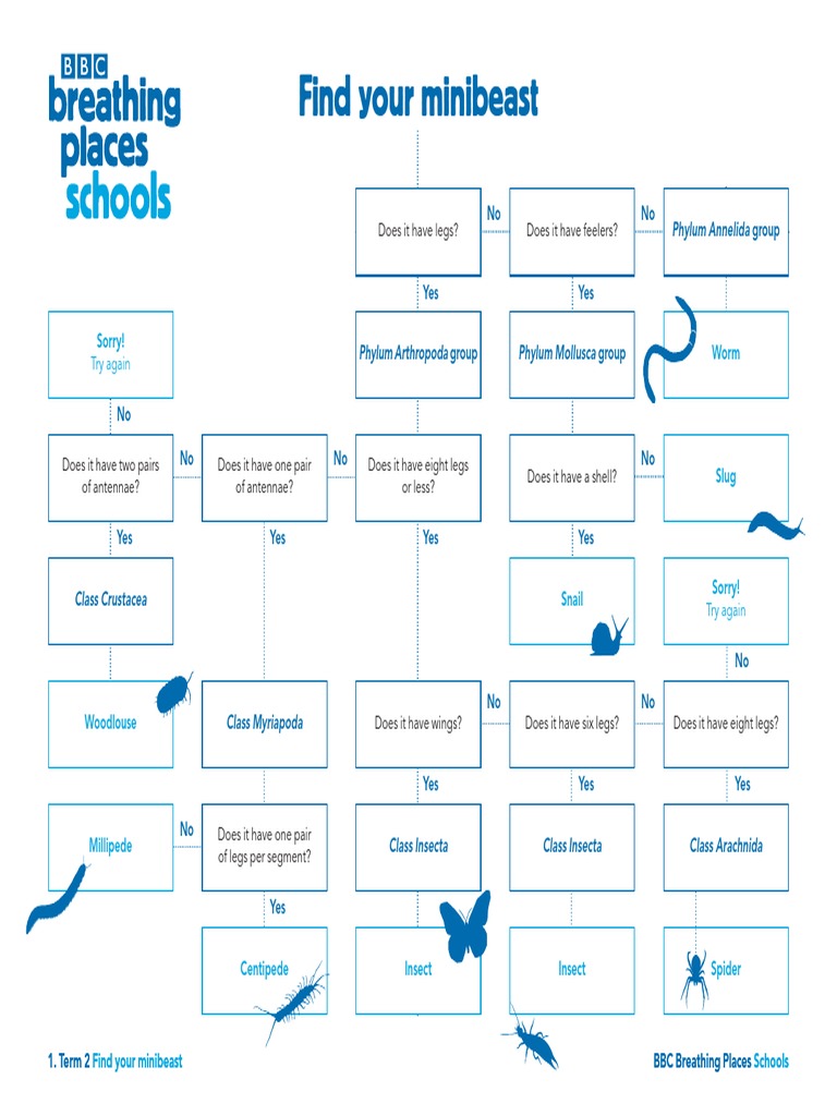 Identify Your Minibeast Species Guide | PDF | Crustacean | Insects