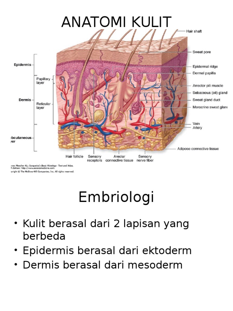 Anatomi Kulit | PDF