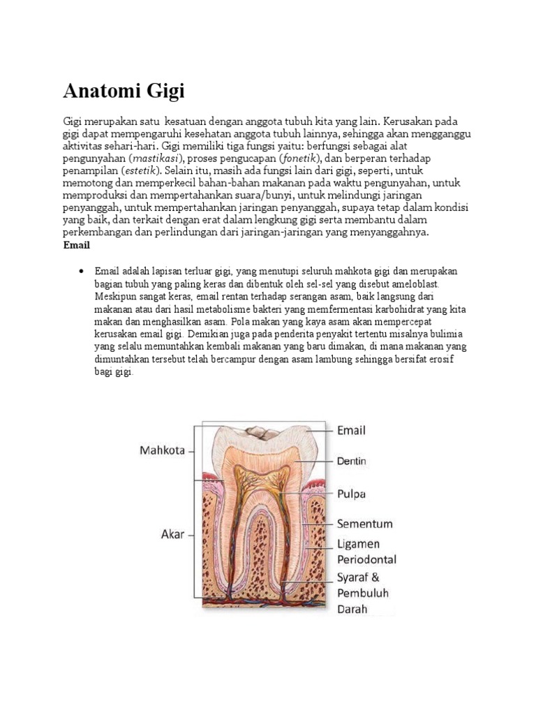 Anatomi Gigi | PDF