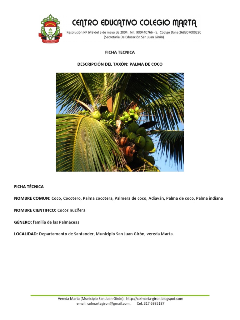 Palma de Coco | PDF