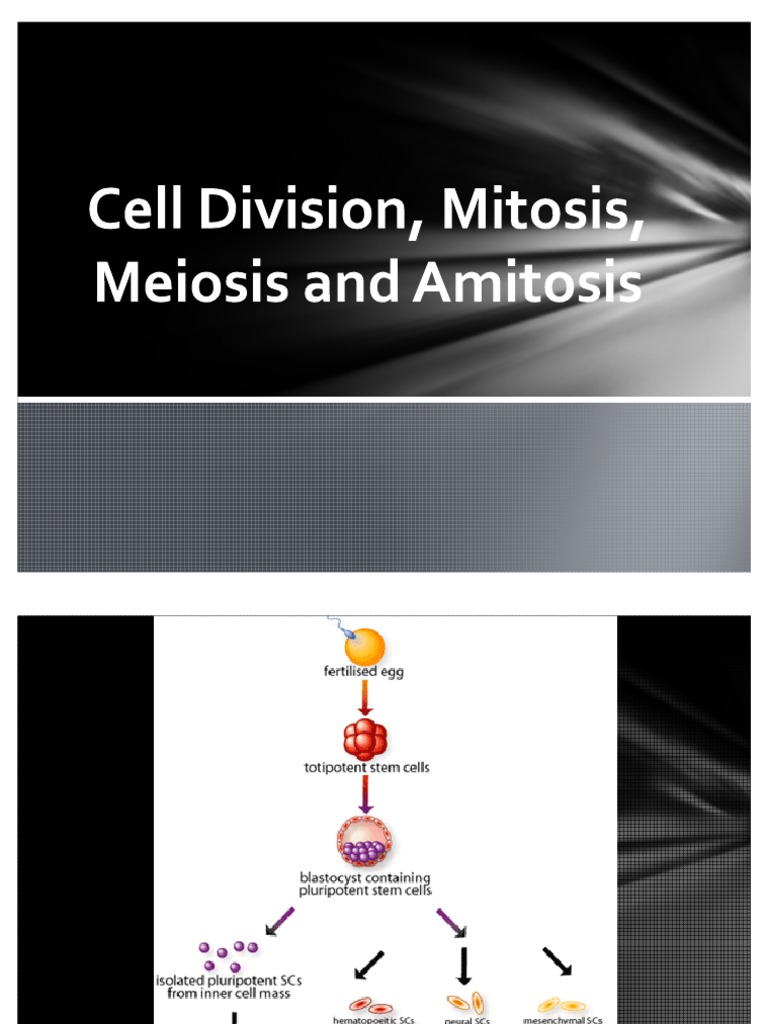Cell Division Mitosis Meiosis Amitosis PDF | PDF | Biological Processes ...