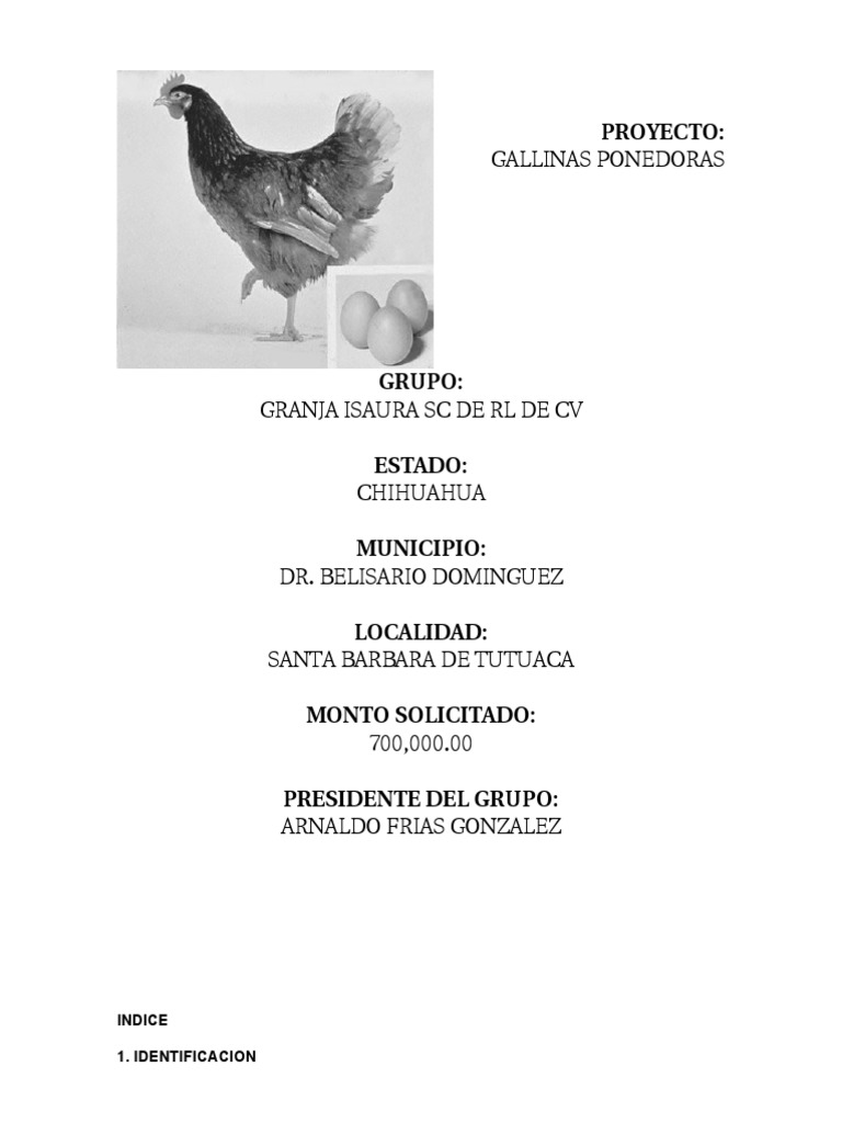 Proyecto Gallinas Ponedoras | PDF | Alimentos | Aves