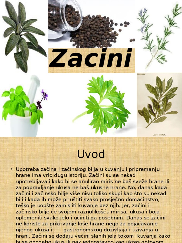 Zacini | PDF