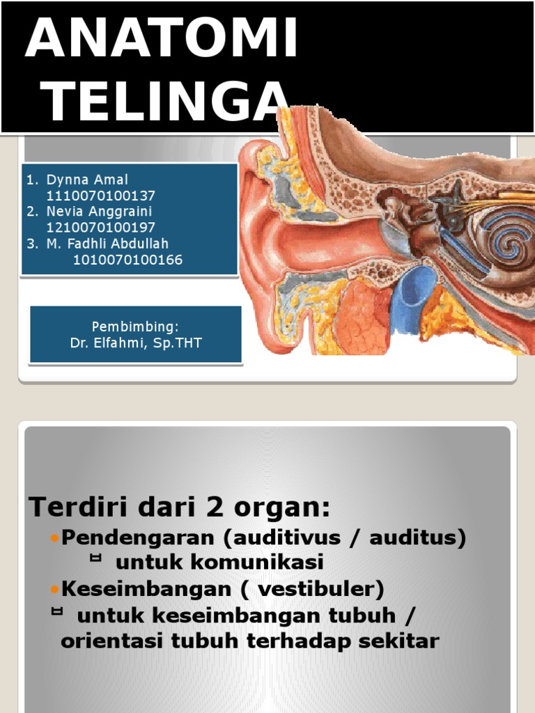 Anatomi Telinga | PDF | Sains & Matematika