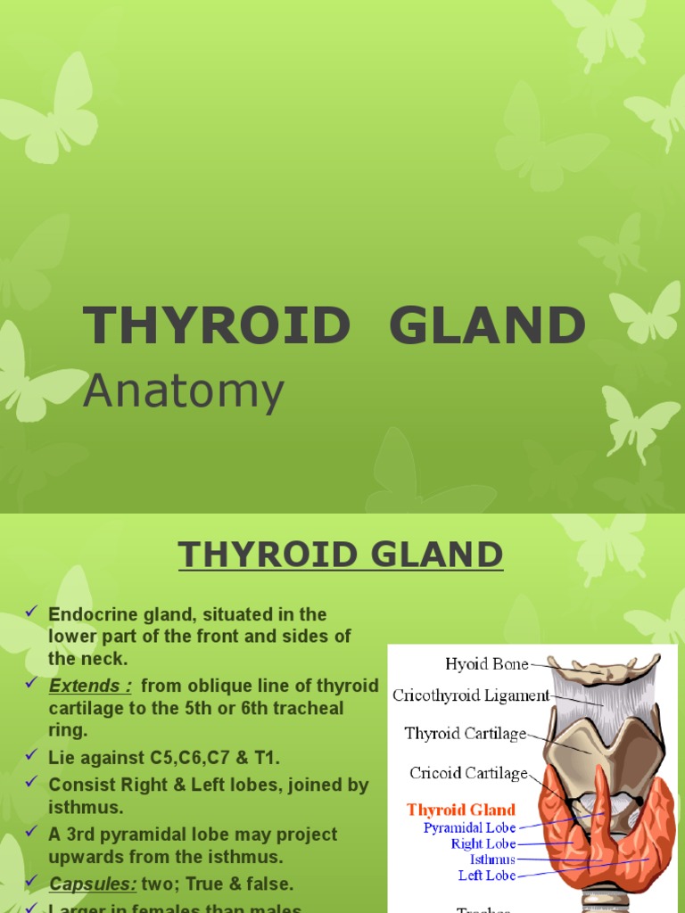 Thyroid Gland Anatomy Pdf Thyroid Common Carotid Artery