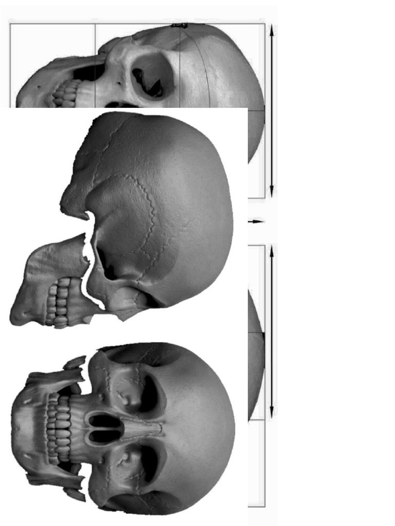 Skull Reference | PDF