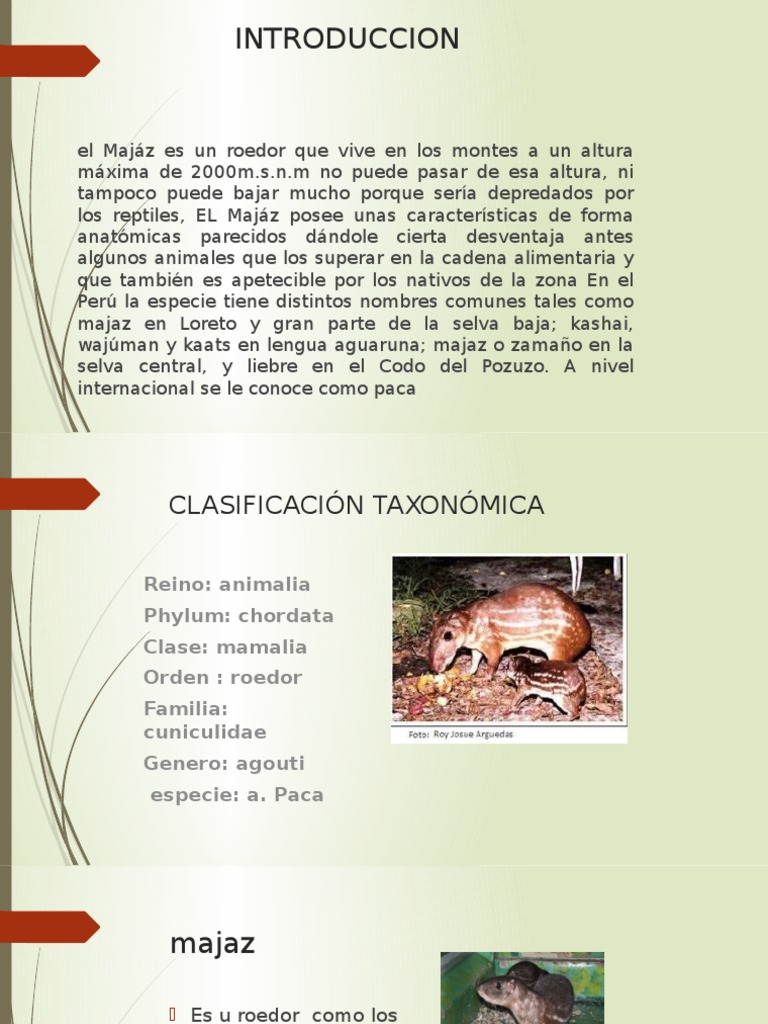 Majaz: Roedor de la Selva Peruana | PDF | Roedor | Centroamérica