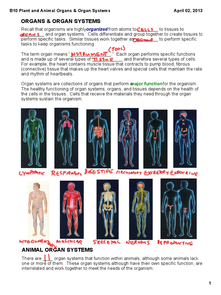 Plant and Animal Organ Systems Overview | PDF | Root | Tissue (Biology)