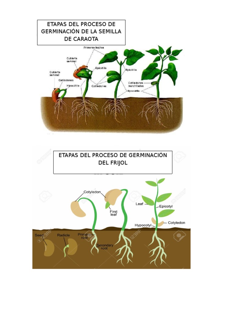 Etapas de La Germinacion Etapas de La Germinacion