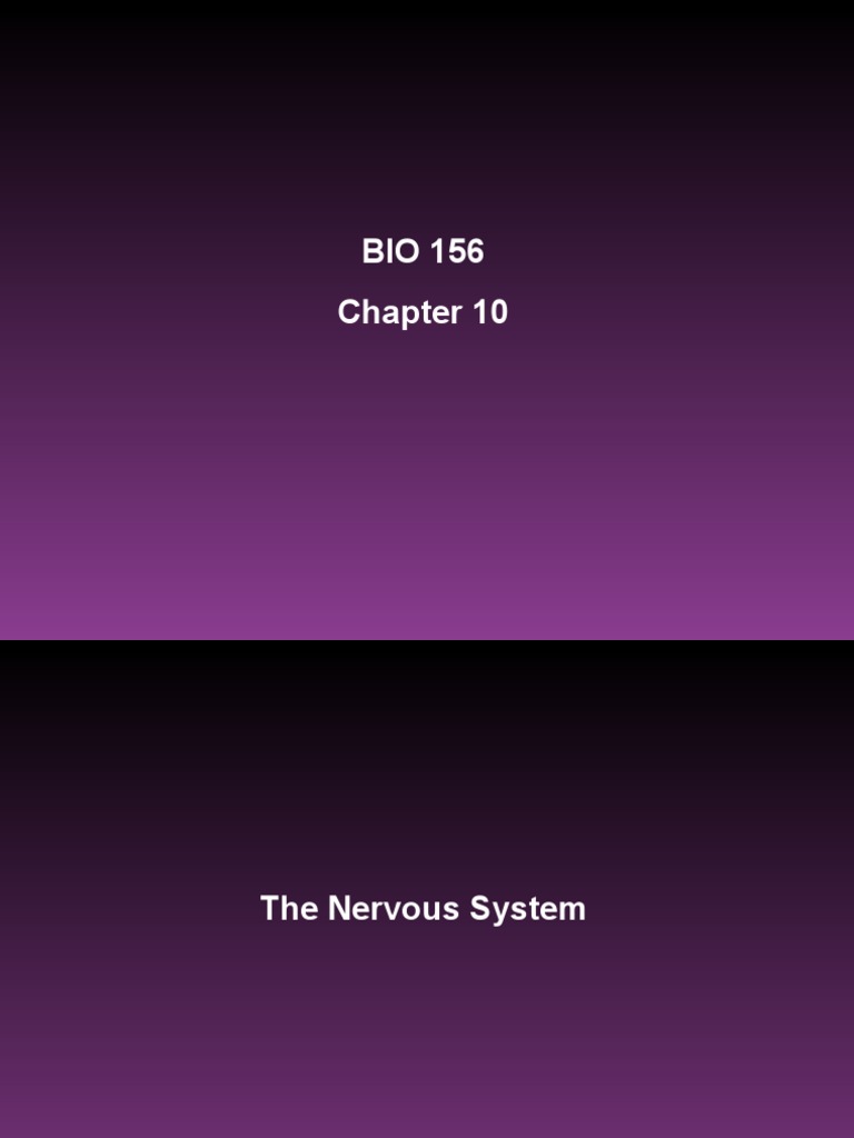 BIO 156 Chapter 10 Powerpoint | PDF | Nervous System | Neuron