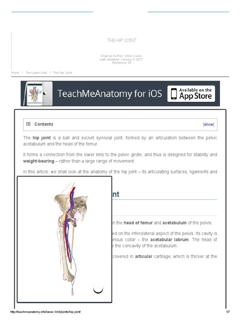 Structures of The Hip Joint: Articulating Surfaces | PDF | Hip ...