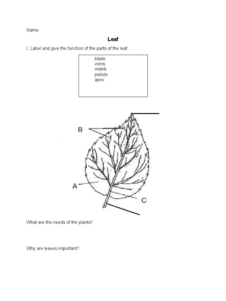 Parts of The Leaf Grade 2 and 3 | PDF