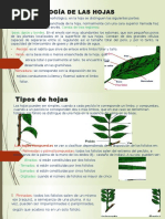 Características y usos del matapalo | PDF | Arboles | Hoja
