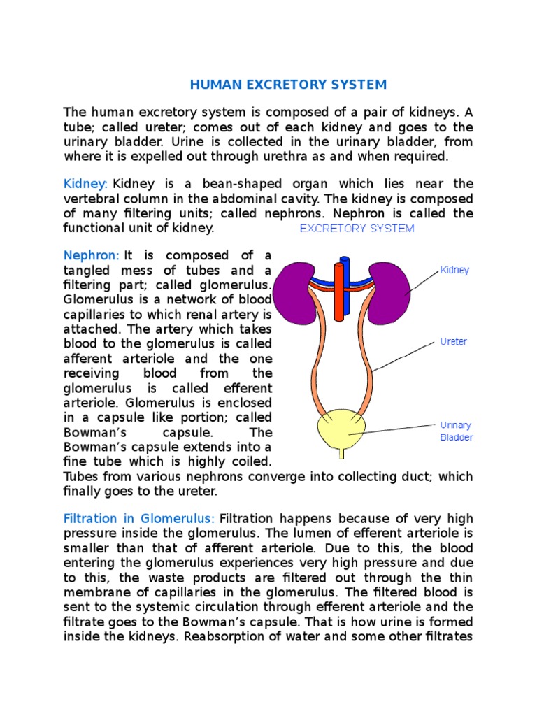 Human Excretory System | PDF