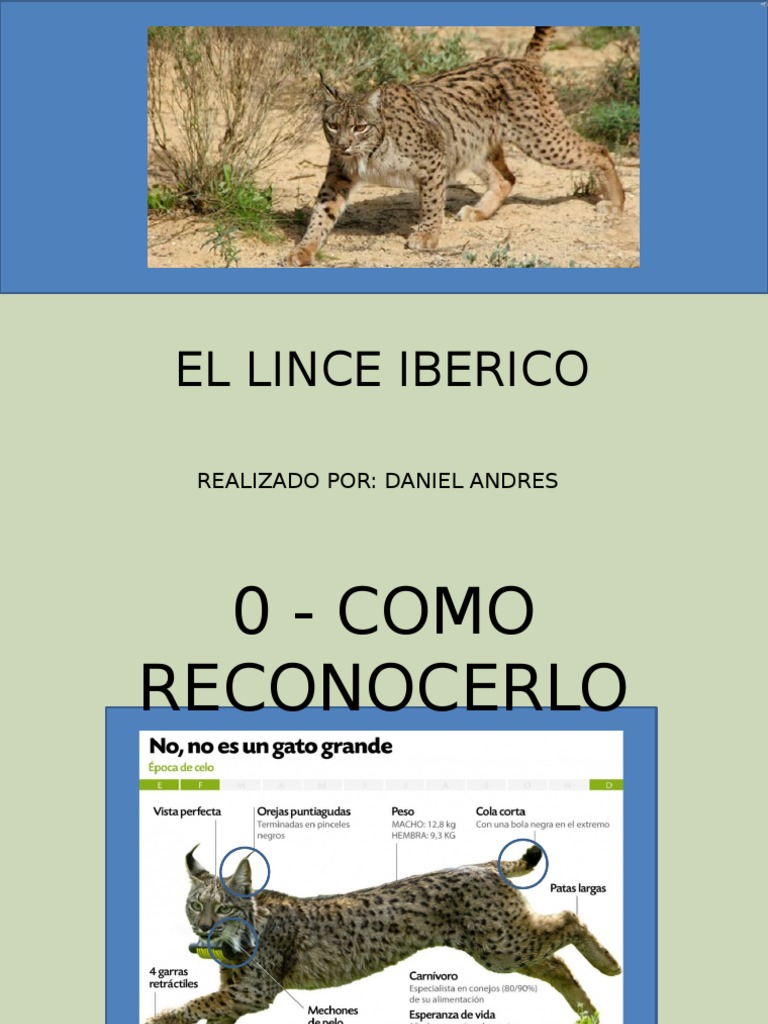 El Lince Iberico | PDF