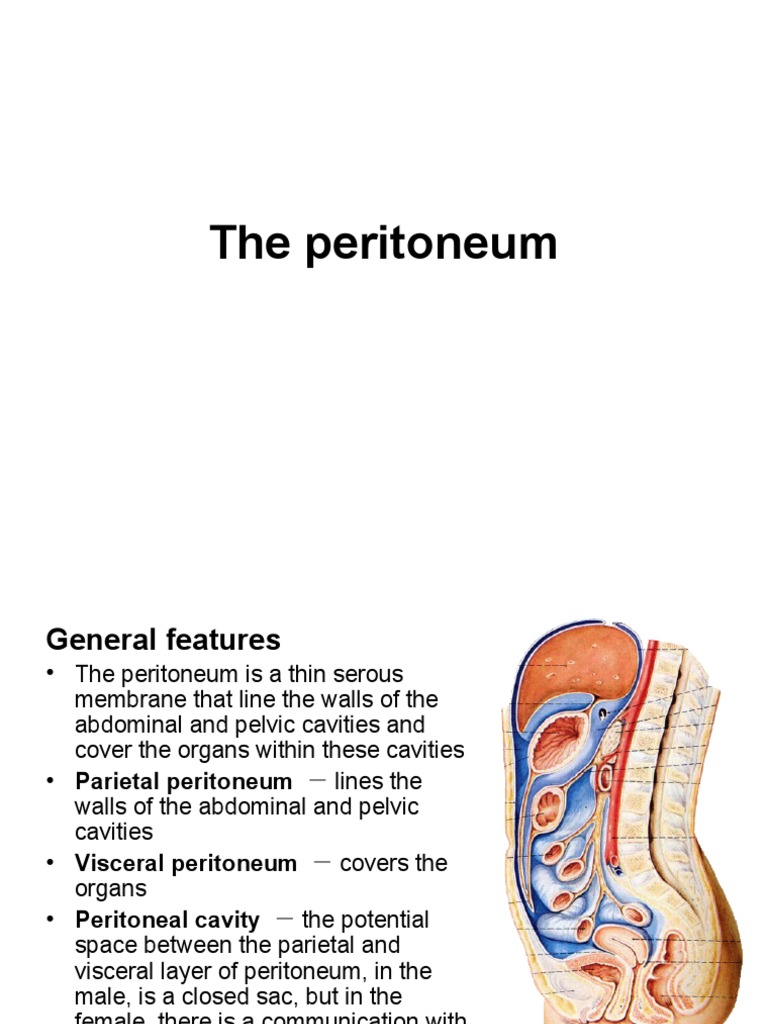 Anatomy of Peritoneum | Lymphatic System | Peritoneum