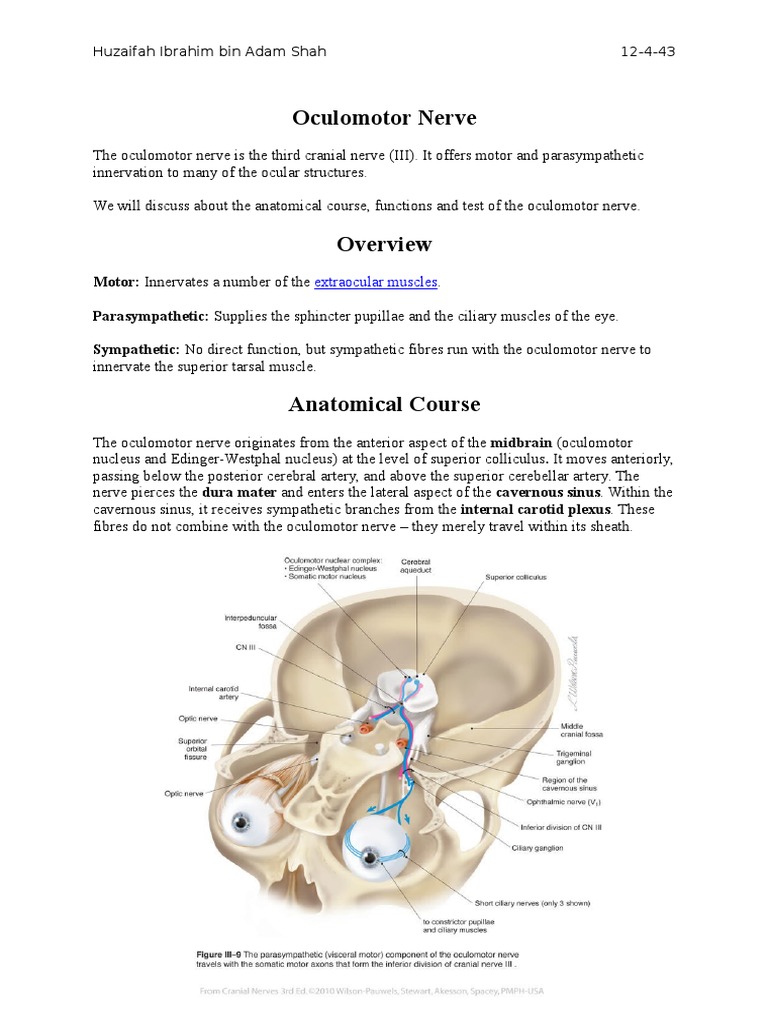 Oculomotor Nerve | PDF | Visual System | Nervous System