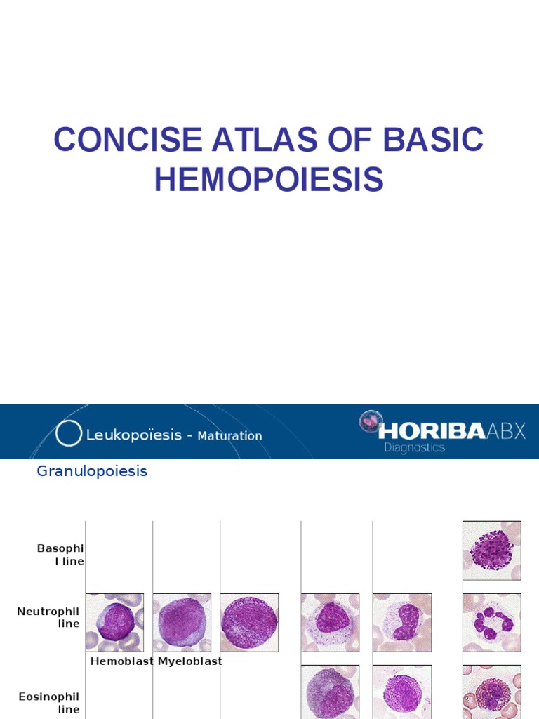 Concise Atlas of Basic Hemopoiesis | Download Free PDF | Lymphocyte | Cells
