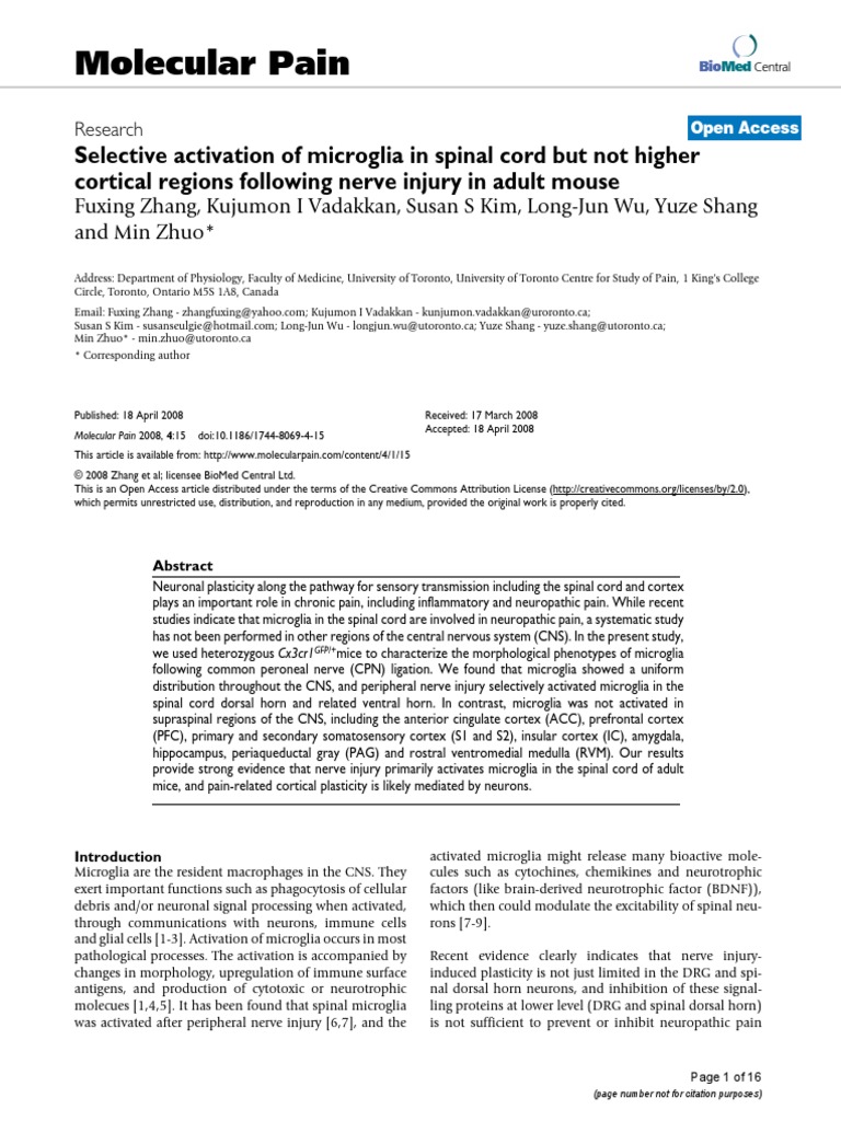 Molecular Pain | PDF | Microglia | Cerebral Cortex