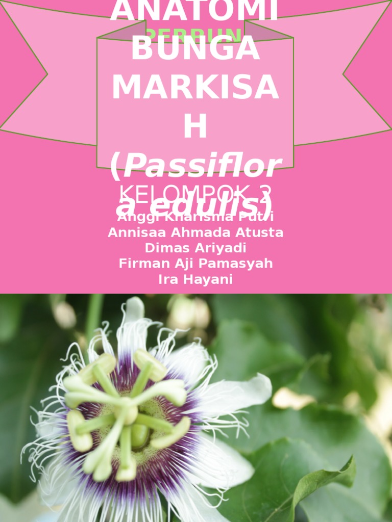 Anatomi Bunga Markisah | PDF | Griya & Taman | Sains & Matematika