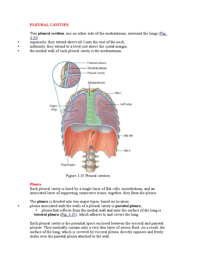 5.Pleural Cavities | Lung | Thorax (Human Anatomy)