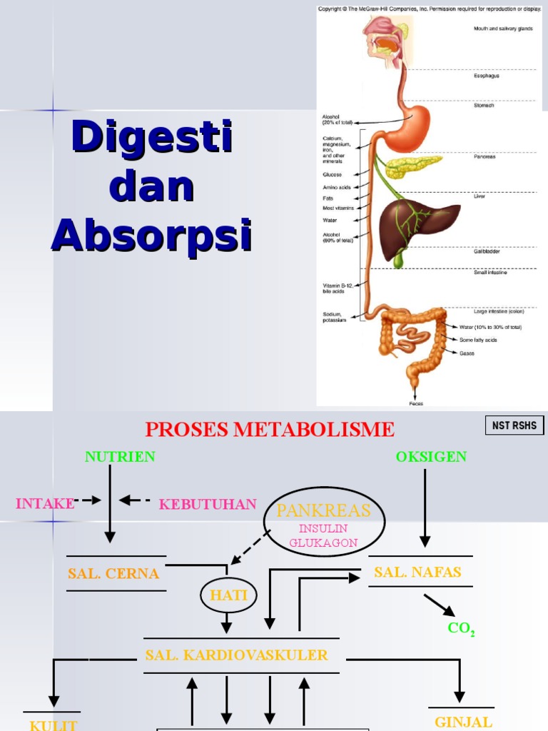 Digesti Dan Absorpsi | PDF | Digestion | Stomach