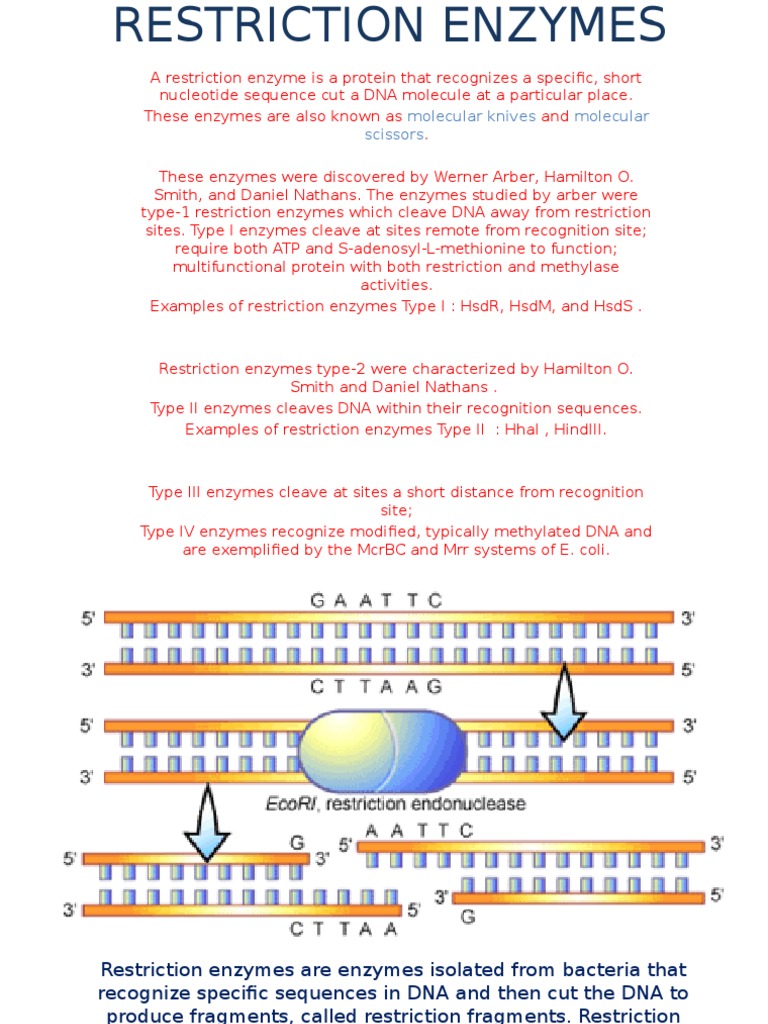 Restriction Enzymes | PDF | Restriction Enzyme | Dna
