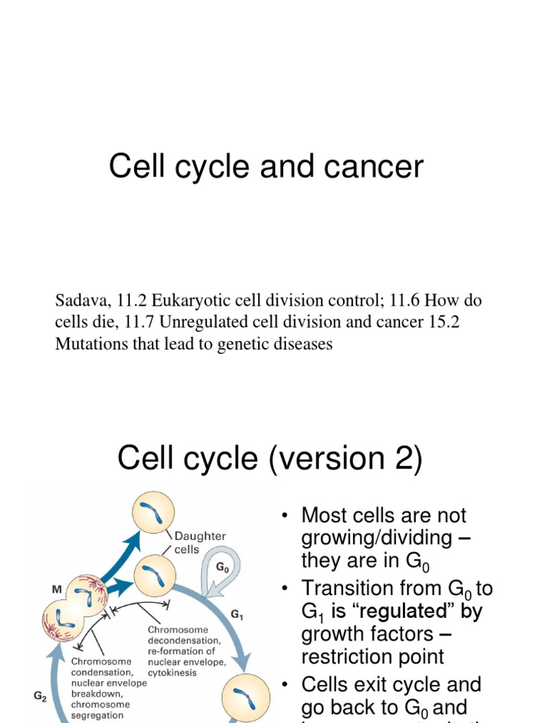 Review Cell Cycle and Stem Cells PDF | PDF | Cell Cycle | Apoptosis