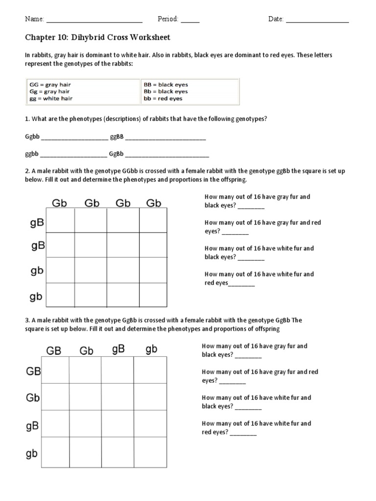 Dihybrid Crosses Worksheet Pdf Practice Dihybrid Crosses With Guinea