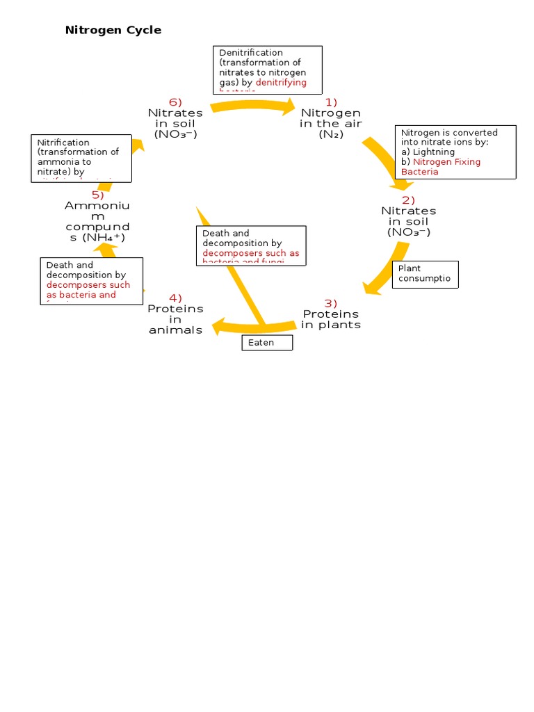 Nitrogen and Carbon Cycle Overview | PDF | Chemical Elements | Physical ...