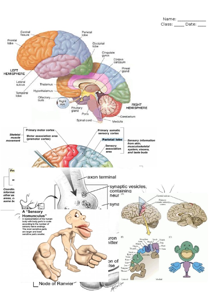 Worksheet Brain Homunculus Action Potential Reflex Arc | PDF
