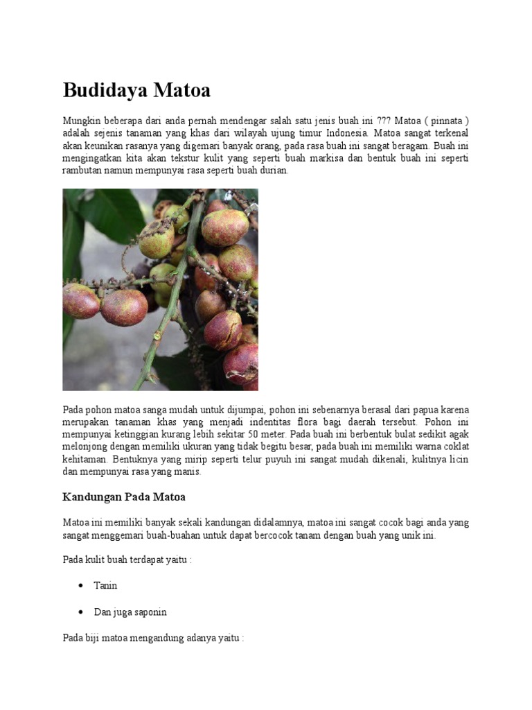 Budidaya Matoa untuk Pemula | PDF | Griya & Taman